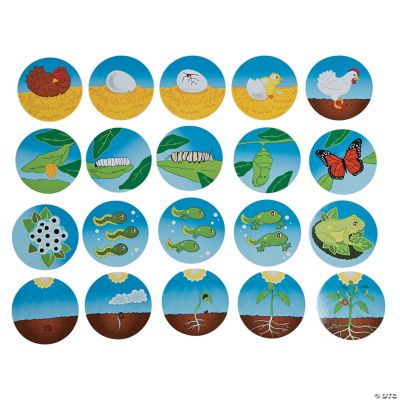 Life Cycle Magnet Assortment - Discontinued