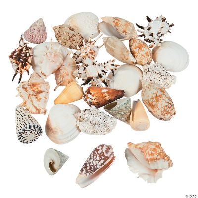 Mega Sea Shell Assortment
