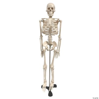 Supertek Human Skeleton Model with Key, 34" | Oriental Trading