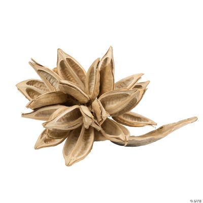 Vickerman 12-16" Bleached Star Pod, Extra Large | Oriental Trading