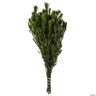 Vickerman 18-24" Spring Green Platys Foliage, Comes in a 5 oz Bundle ...