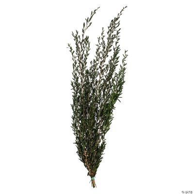 Vickerman 25-36" Green Lepto Longifolia. 6-7 oz Bundle. Preserved