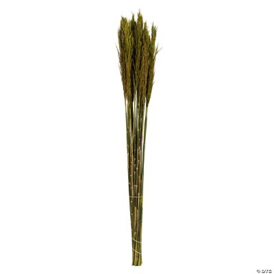 Vickerman 36" Green Plume Reed Bundle (15-20 stems), Preserved ...