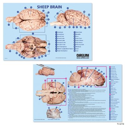 Carolina Brain Dissection Mat