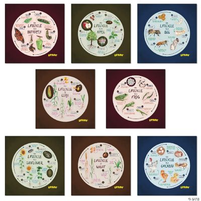 Life Cycles Posters for Classroom and Bulletin Board Charts, Double ...