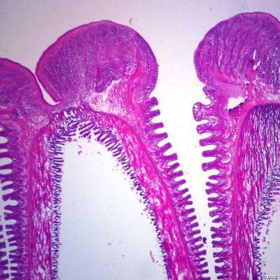 Carolina Biological Supply Company Starfish Tube Feet, sec. 7 µ m H&E ...