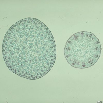 Carolina Biological Supply Company Typical Monocot and Dicot Stem Slide ...