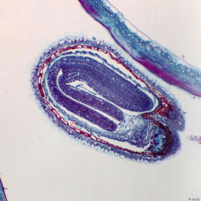 Carolina Biological Supply Company Shepherd's Purse (Capsella) Mature ...