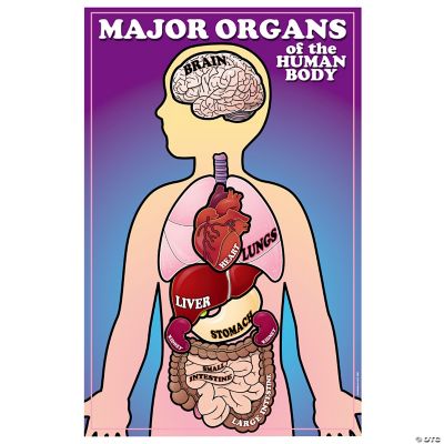 11" x 17" Human Body Major Organ Facts & Sticker Scenes - 12 Pc ...