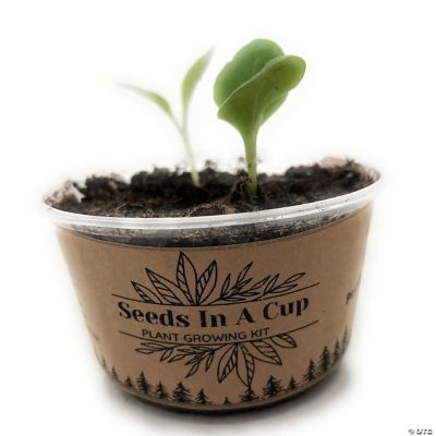 Ash Tree Starter Kit - Seeds In A Cup | Oriental Trading