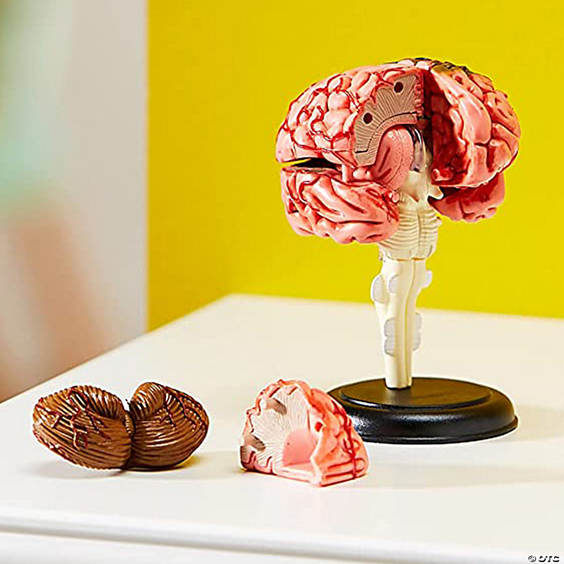 Learning Resources Model Brain Anatomy Model | MindWare