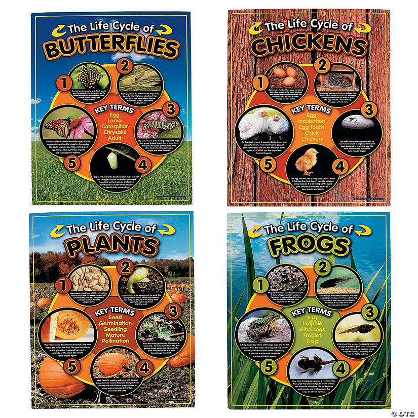 4 Pc. Life Cycles Learning Posters