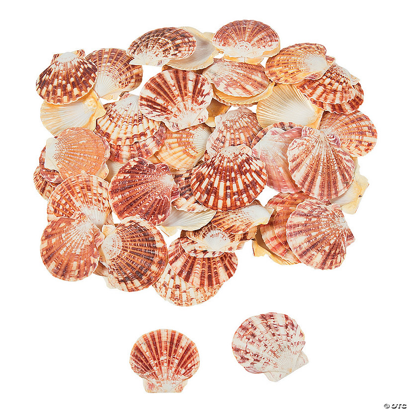 Bulk 120 Pc. Pecten Macarensis Sea Shells | Oriental Trading