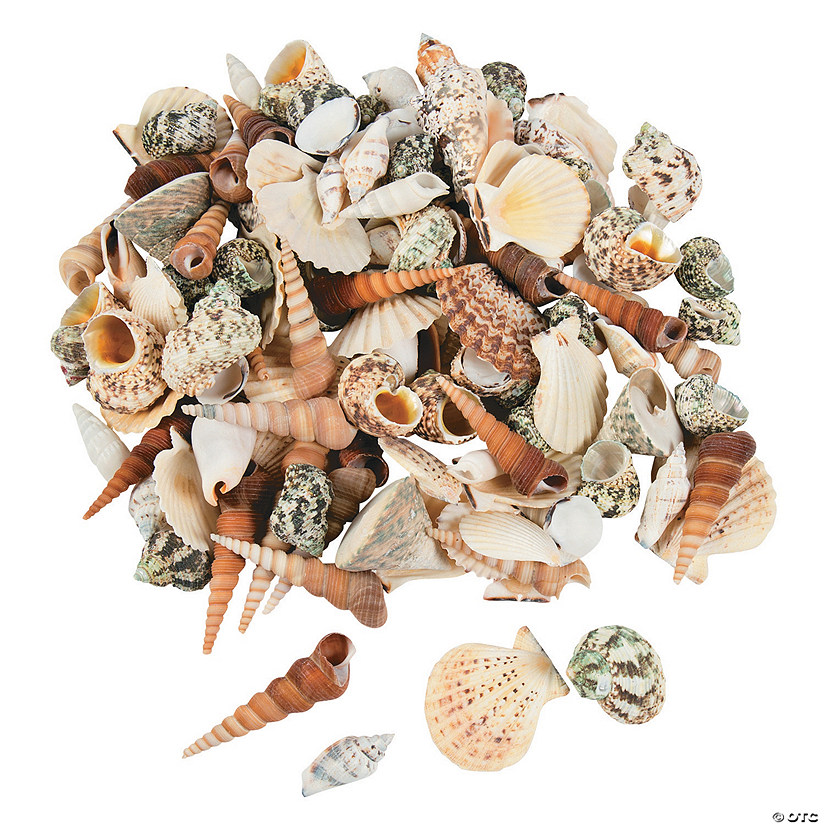 Bulk 540 Pc. 10 Lb. Decorative Sea Shell Assortment | Oriental Trading
