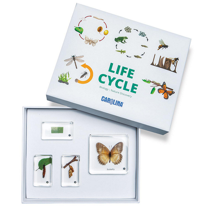 Carolina Butterfly Life Cycle Set | Oriental Trading