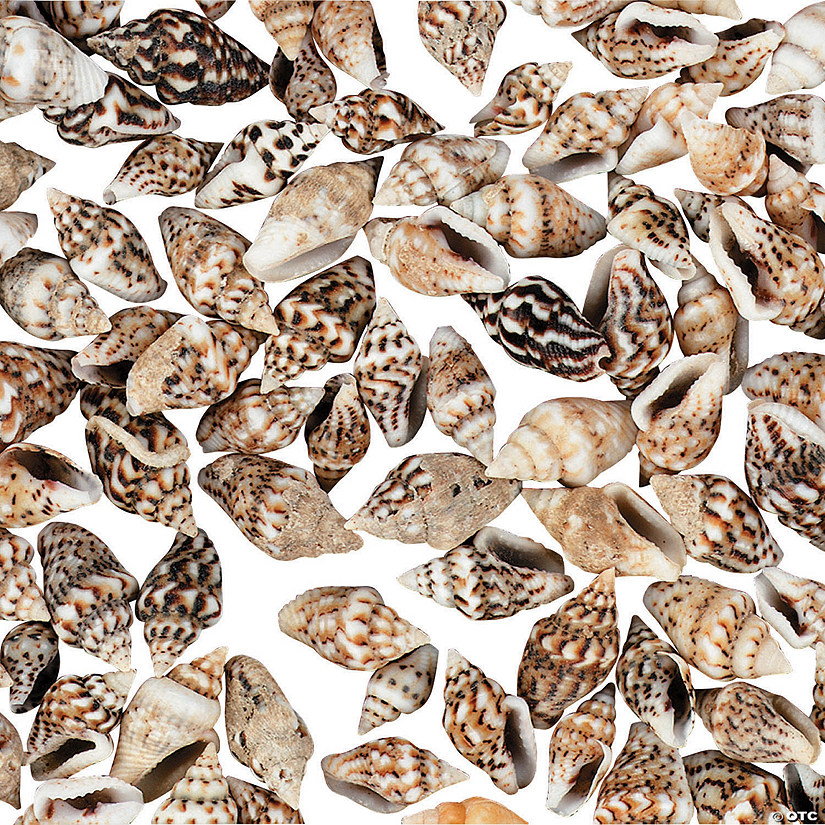 Genuine Mini Sea Shells | Oriental Trading