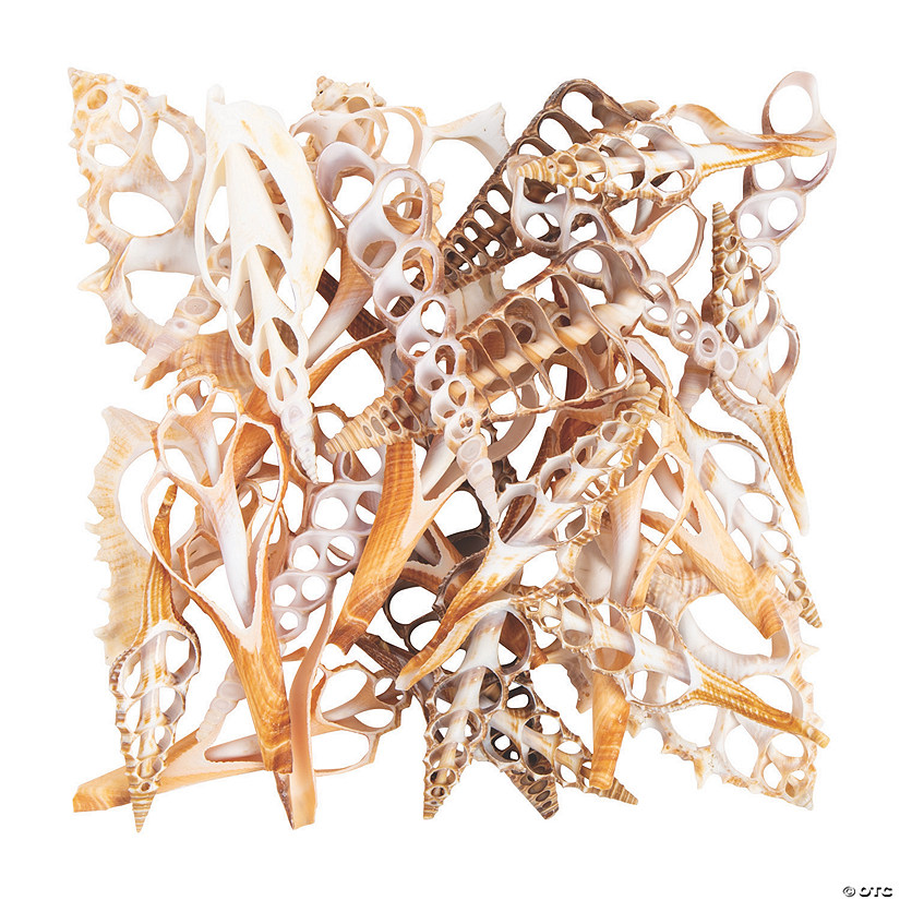 Large Center Cut Sea Shells - 50 Pc.