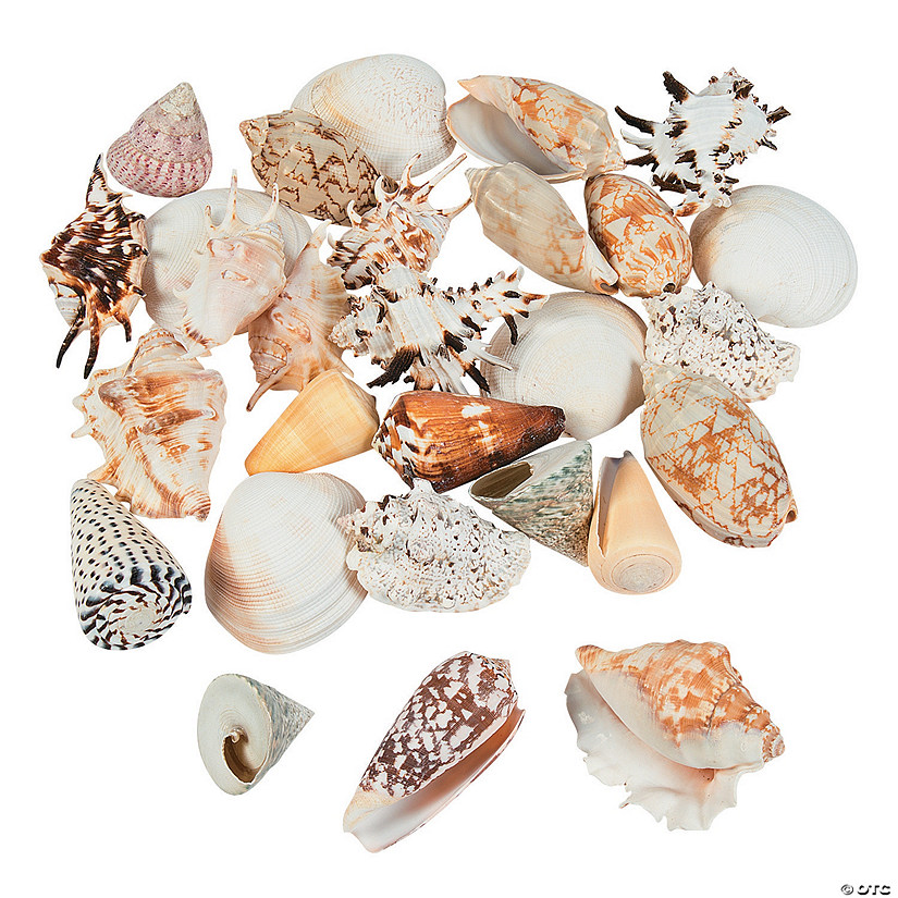 Mega Sea Shell Assortment