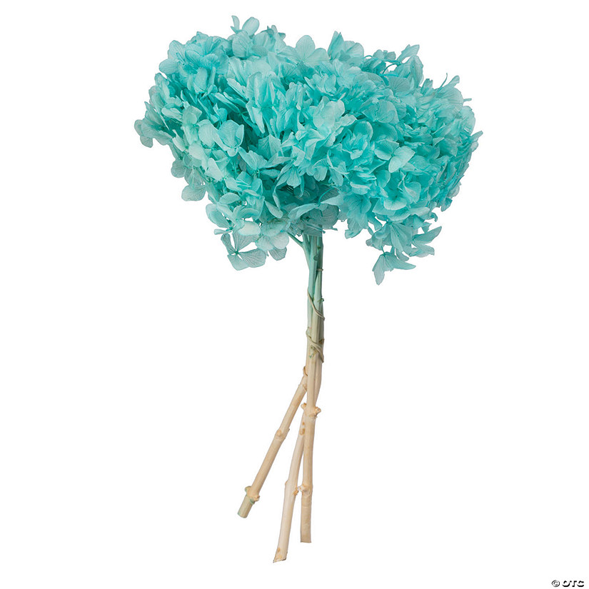 Vickerman 15” Turquoise Hydrangea with Multiple Branch Segments, Preserved