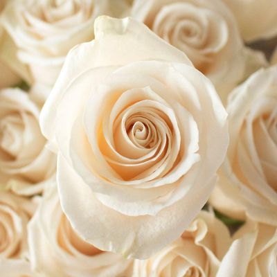 Bulk Flowers Fresh Cream Roses