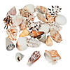 Mega Sea Shell Assortment