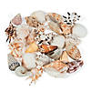 Mega Sea Shell Assortment