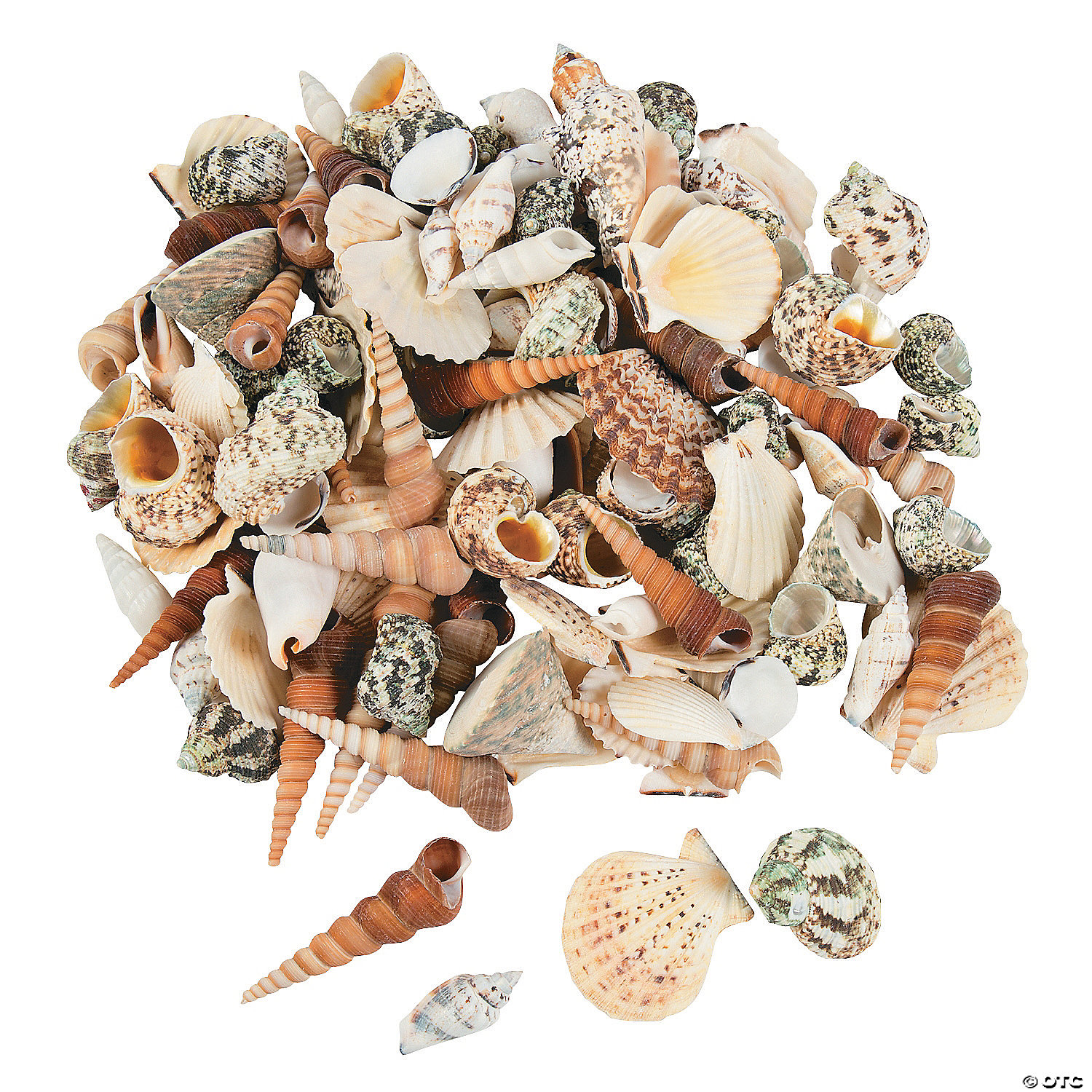 10 Lb. Decorative Sea Shell Assortment | Fun Express