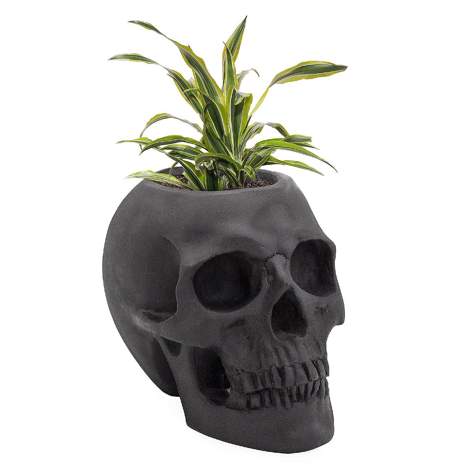 Black Skull Planter Pot, Horror Theme Decorative Mini Planter ...