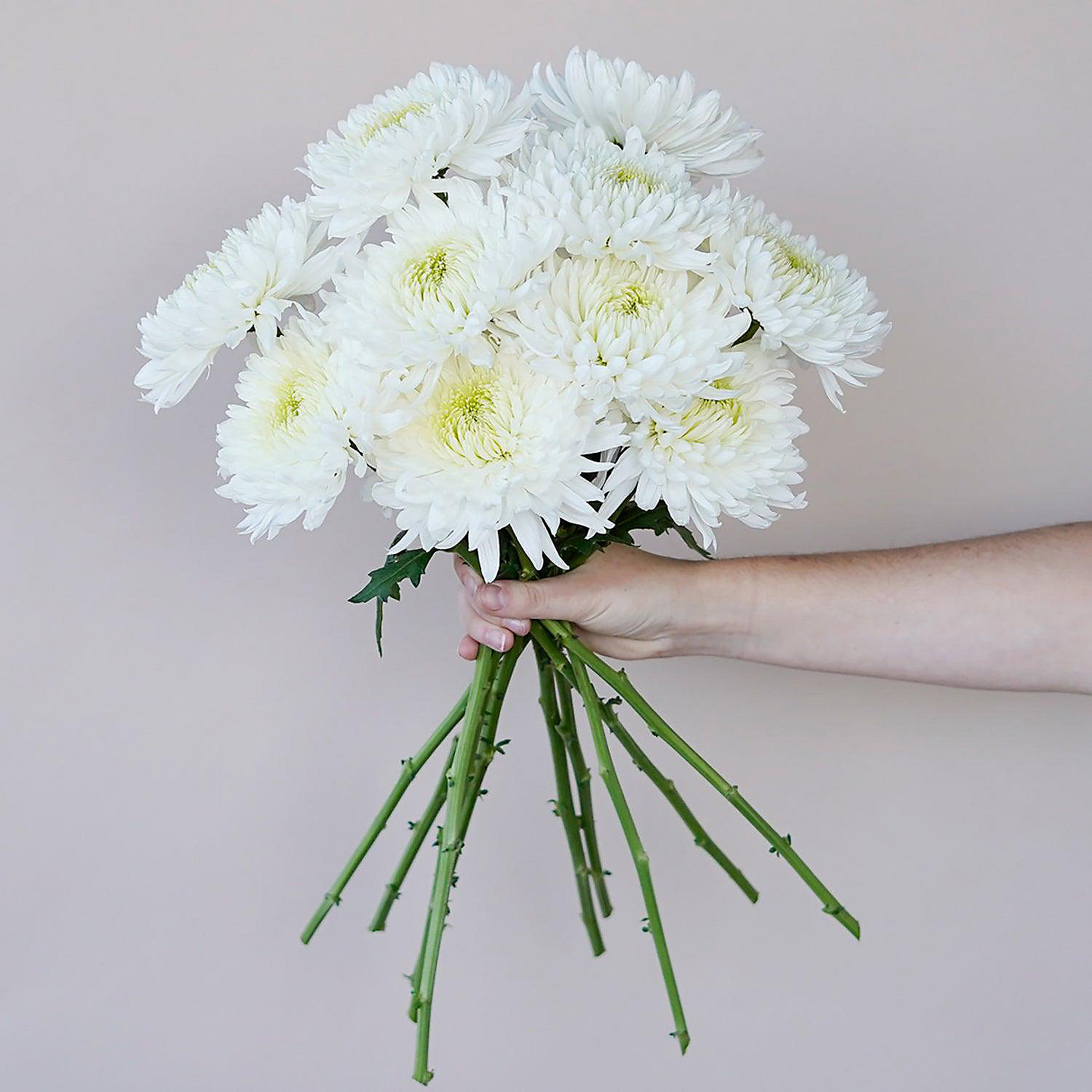 White Cremon Flower | Best Flower Site