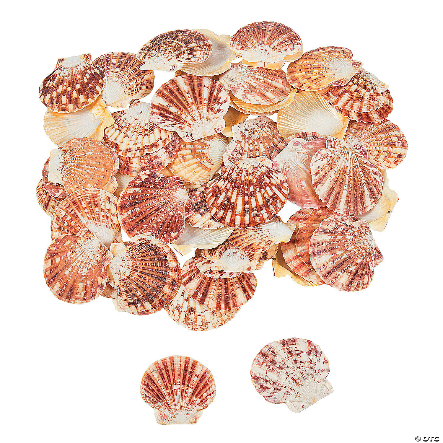 Bulk Pecten Macarensis Sea Shells