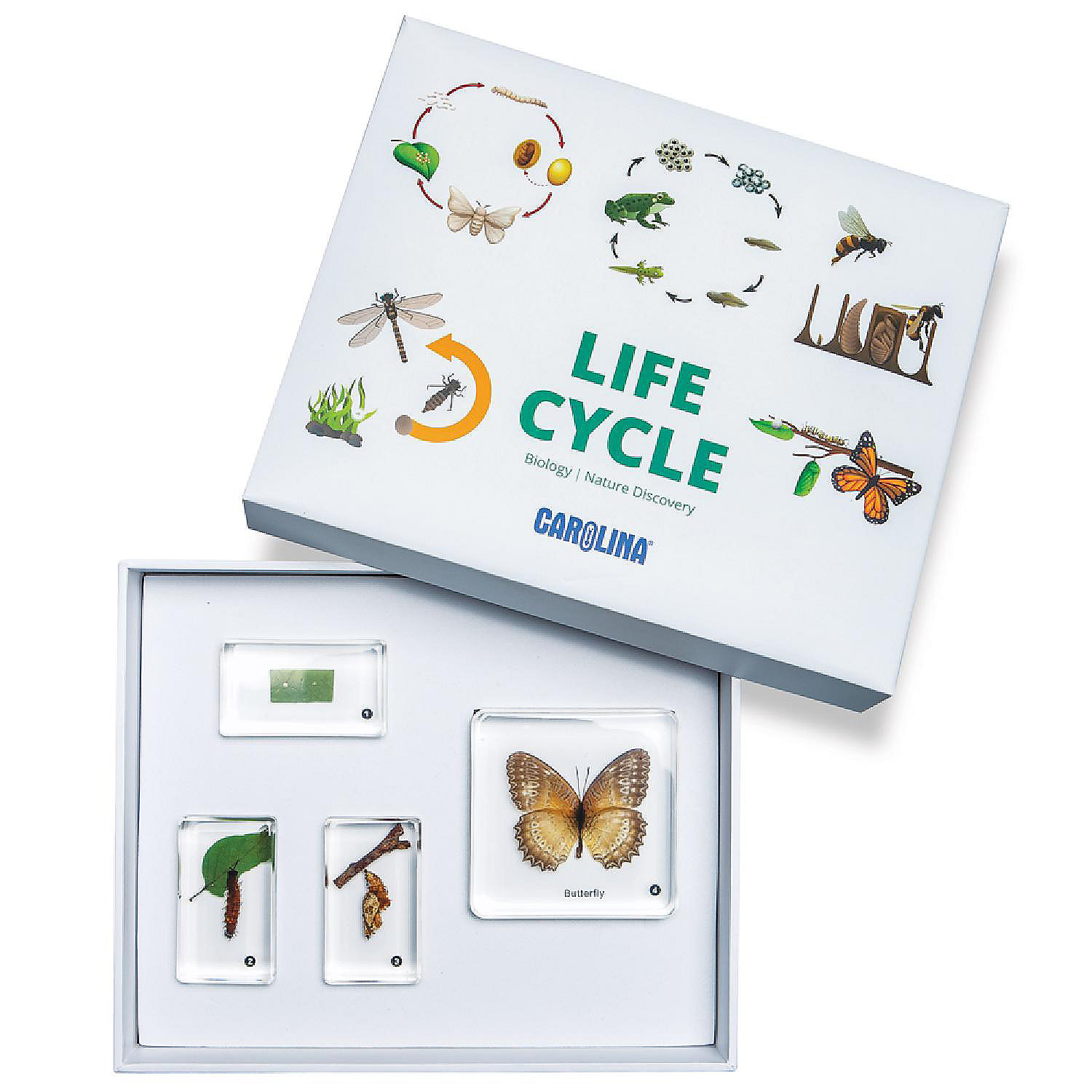 Carolina Butterfly Life Cycle Set