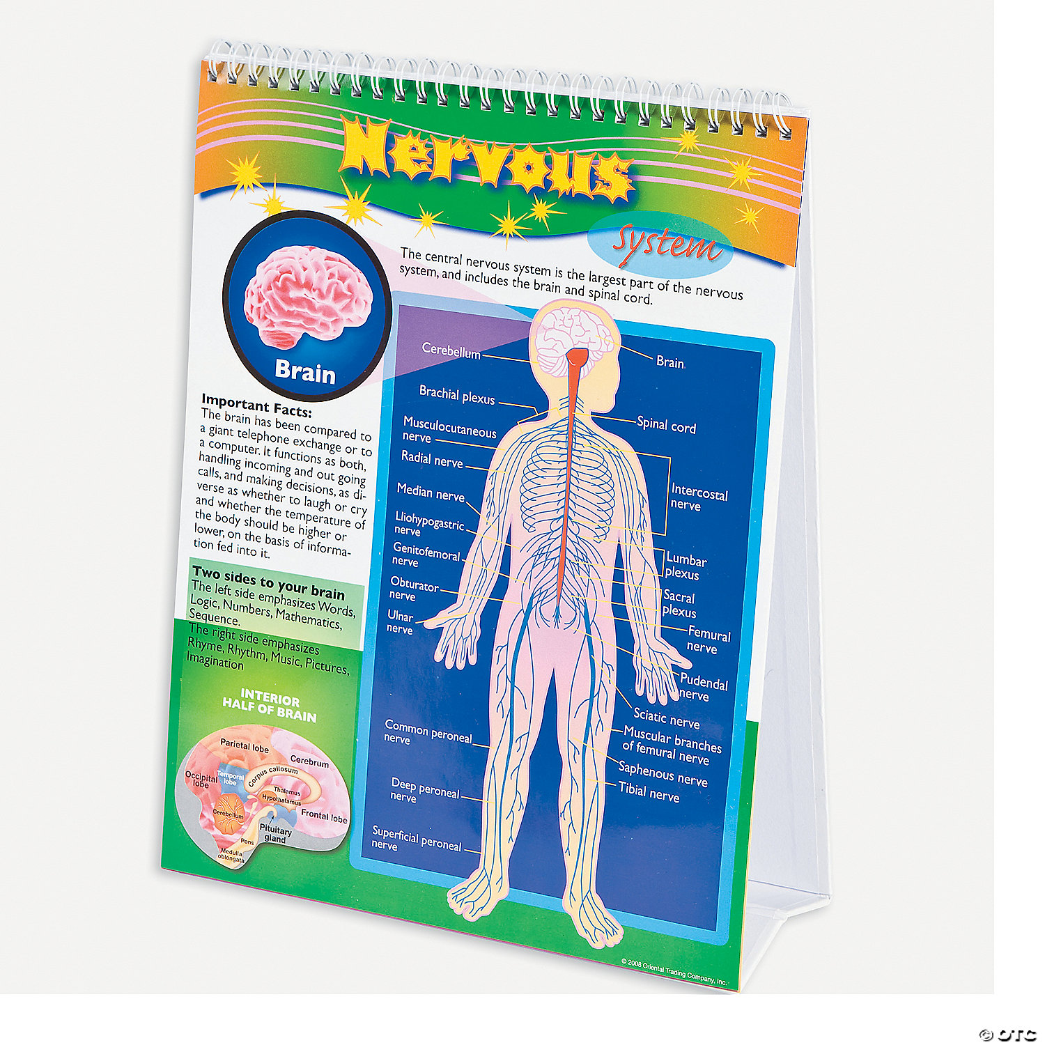Human Body Muscles, Bones And Nervous System Flip Chart Set | Fun Express