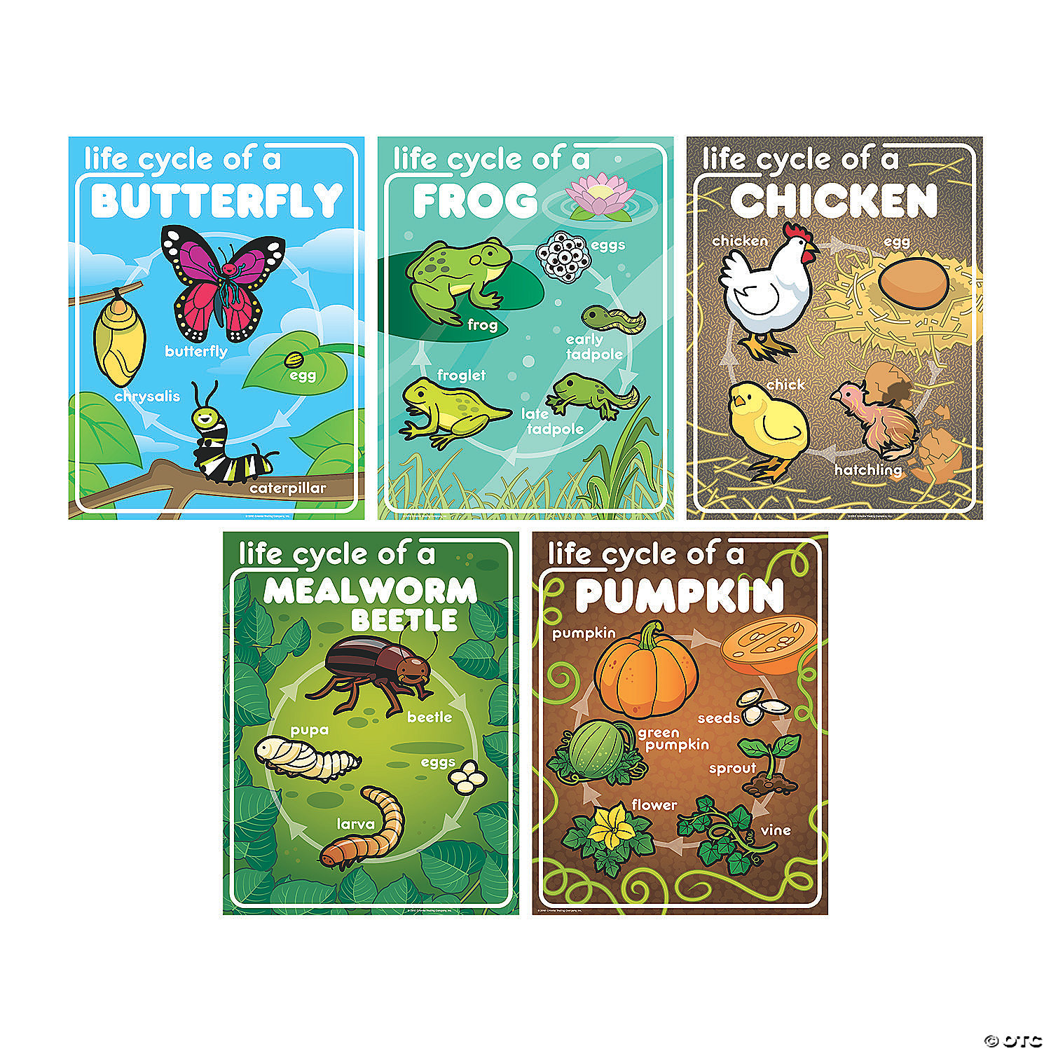 Life Cycle Posters | Fun Express
