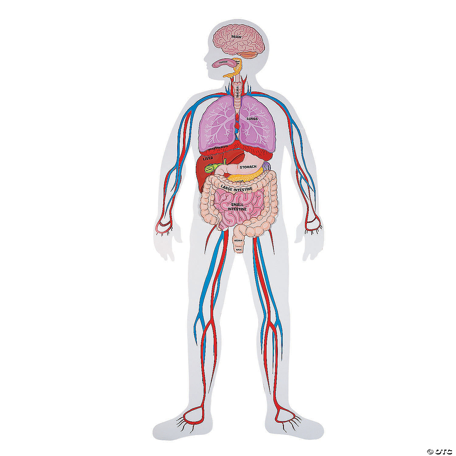 How To Draw A Human Body With Organs